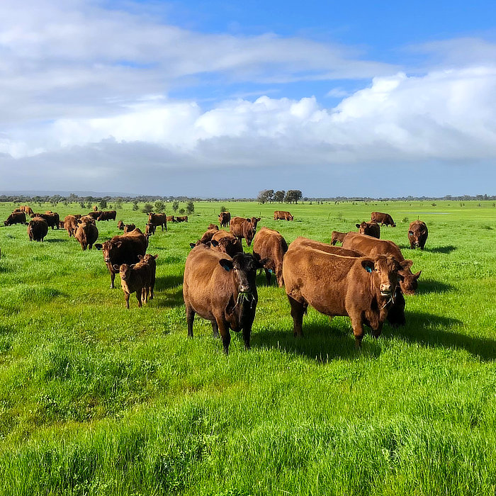 Premium Red Angus Grass Fed Beef | Beermullah Beef