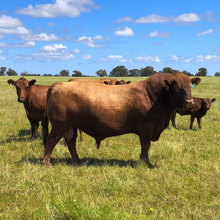 Red Angus Bulls for Sale | Beermullah Beef