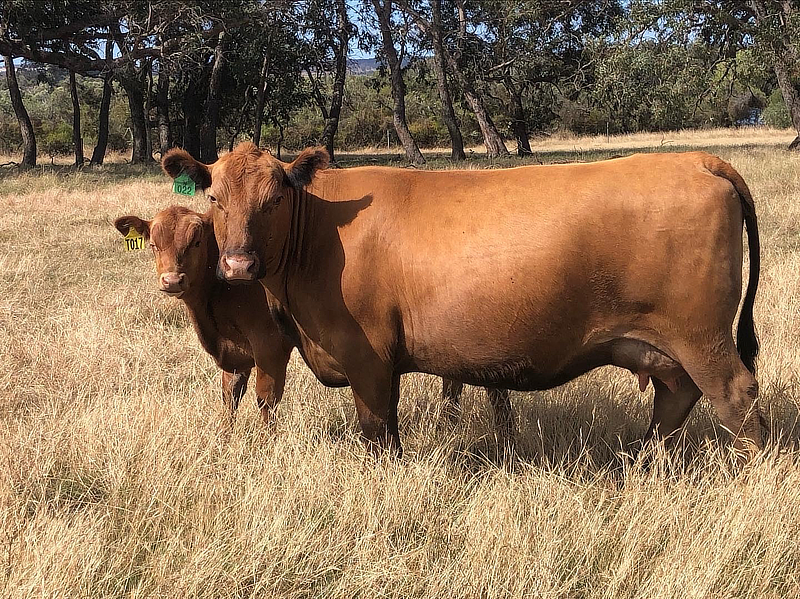 About Us | Beermullah Farm